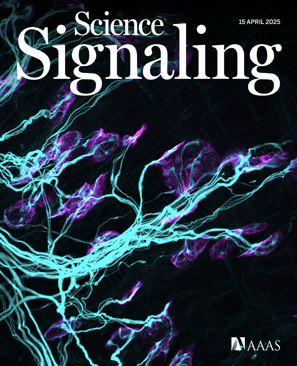 Deciphering Developmental Dynamics: New publication in Science Signaling | Biomedical Sciences ...